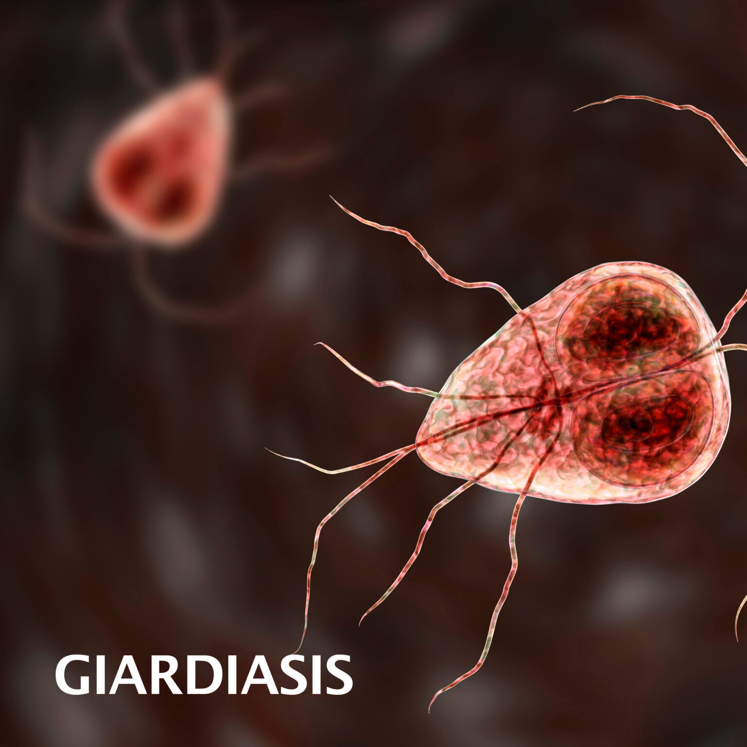 Giardiasis | Gastroenterology of Greater Orlando