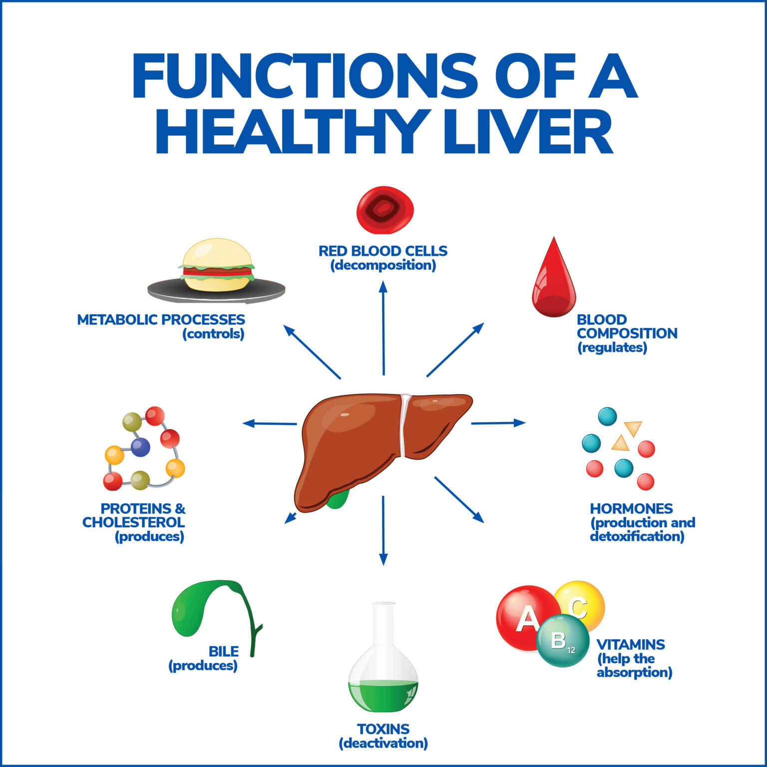 Understanding the Anatomy and Functions of the Liver